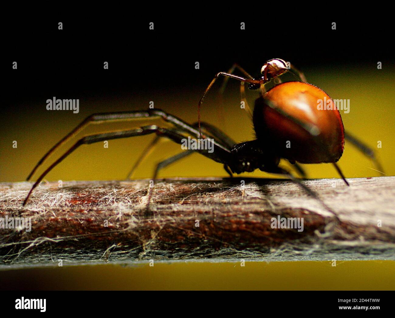 Female scientists australia hi-res stock photography and images - Alamy