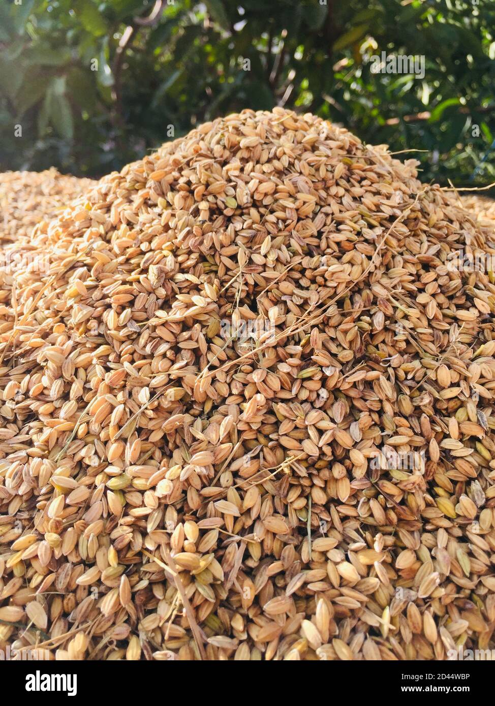 Drying of the rice grain in the sunlight after harvest.traditional ...