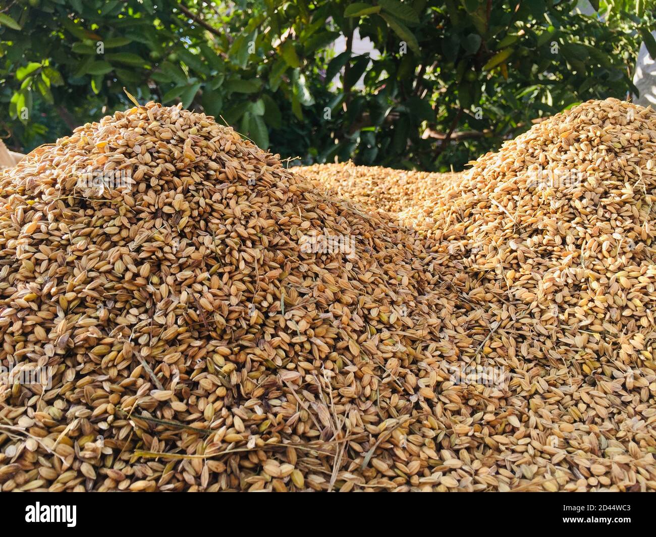 Grain drying hi-res stock photography and images - Alamy