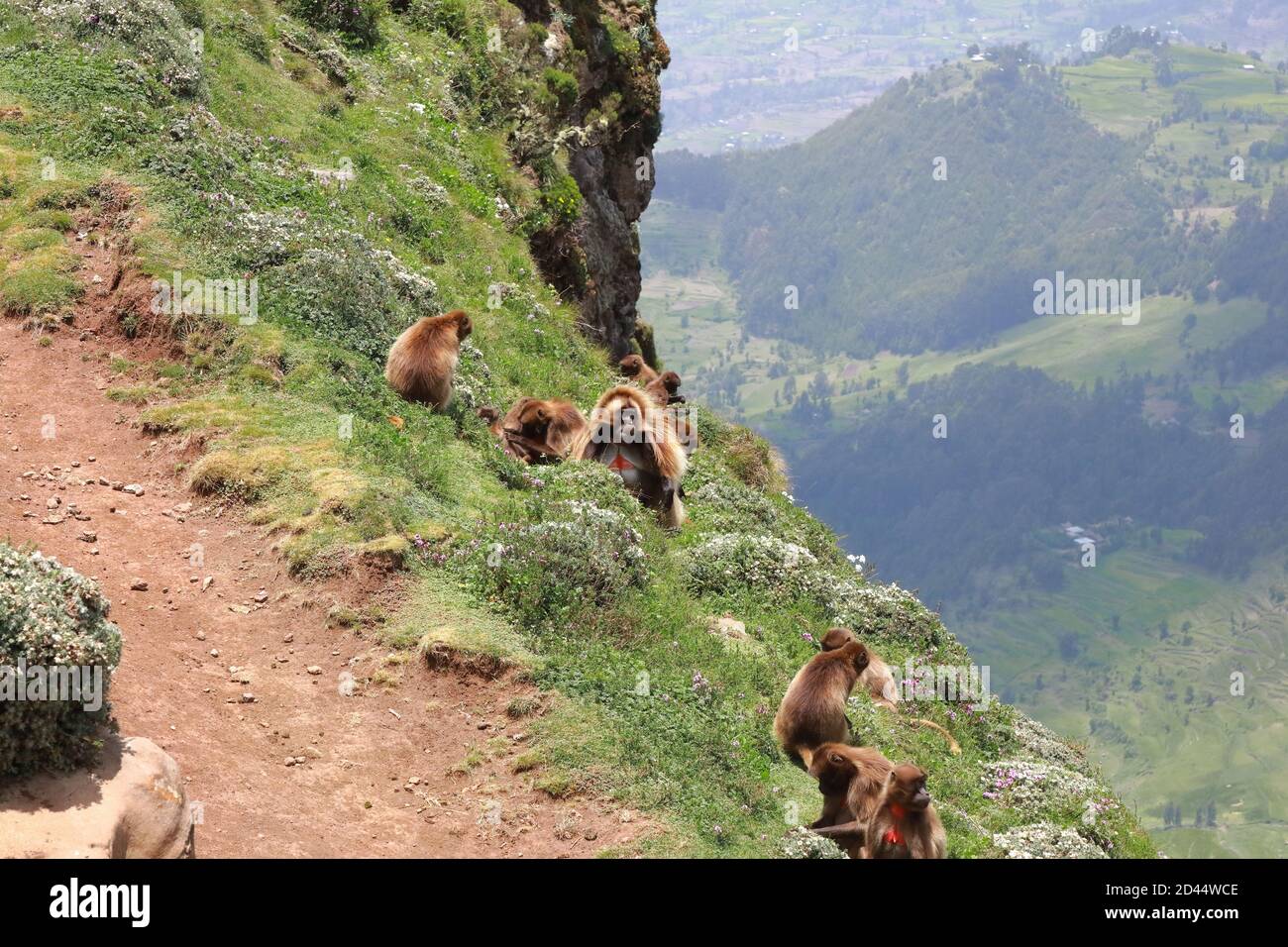 Chest patch hi-res stock photography and images - Alamy