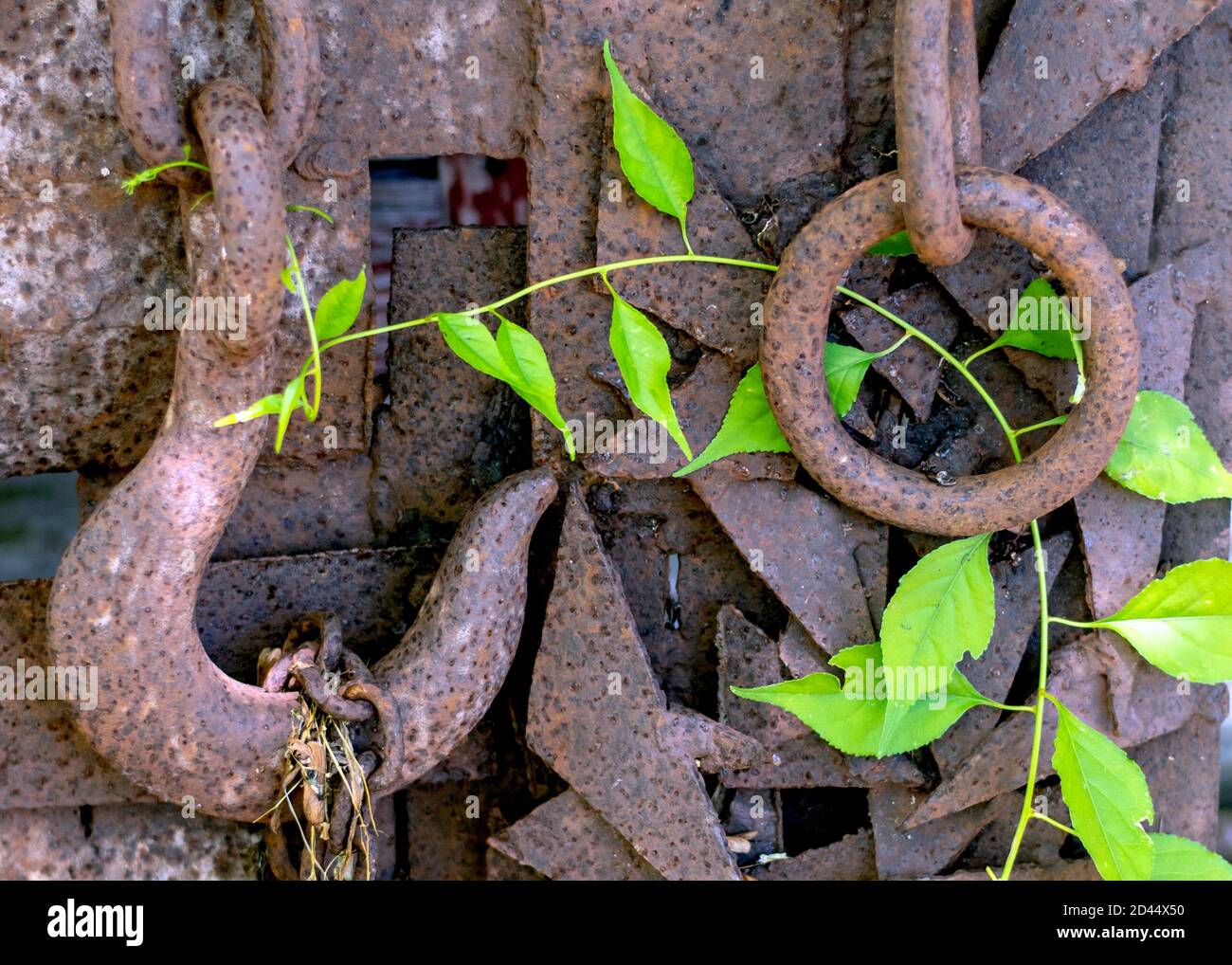 A bright green vine climbs over rusting iron wall with hook and ring ...