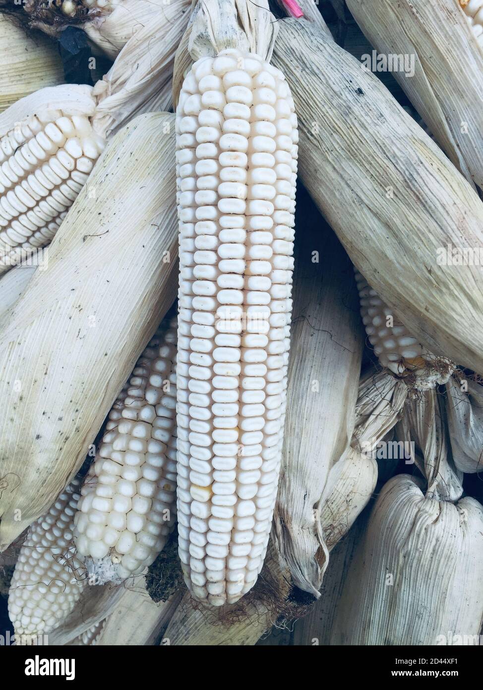 Corncob texture hi-res stock photography and images - Alamy
