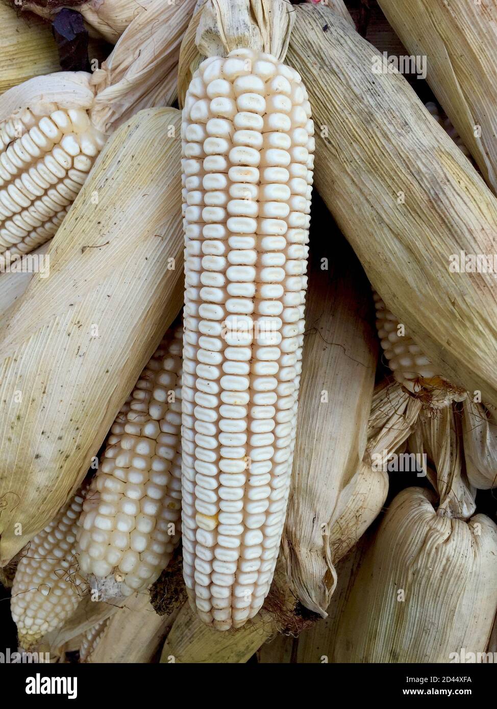 Ripe ear of corn.The seeds fruit of the corn.Harvesting corn dried in ...