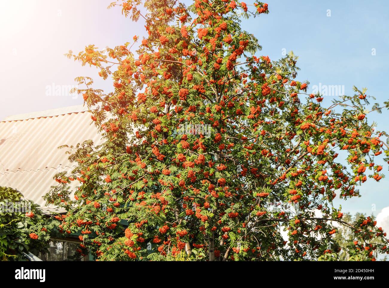 Beautiful autumn background with Rowan tree on blue sky background ...