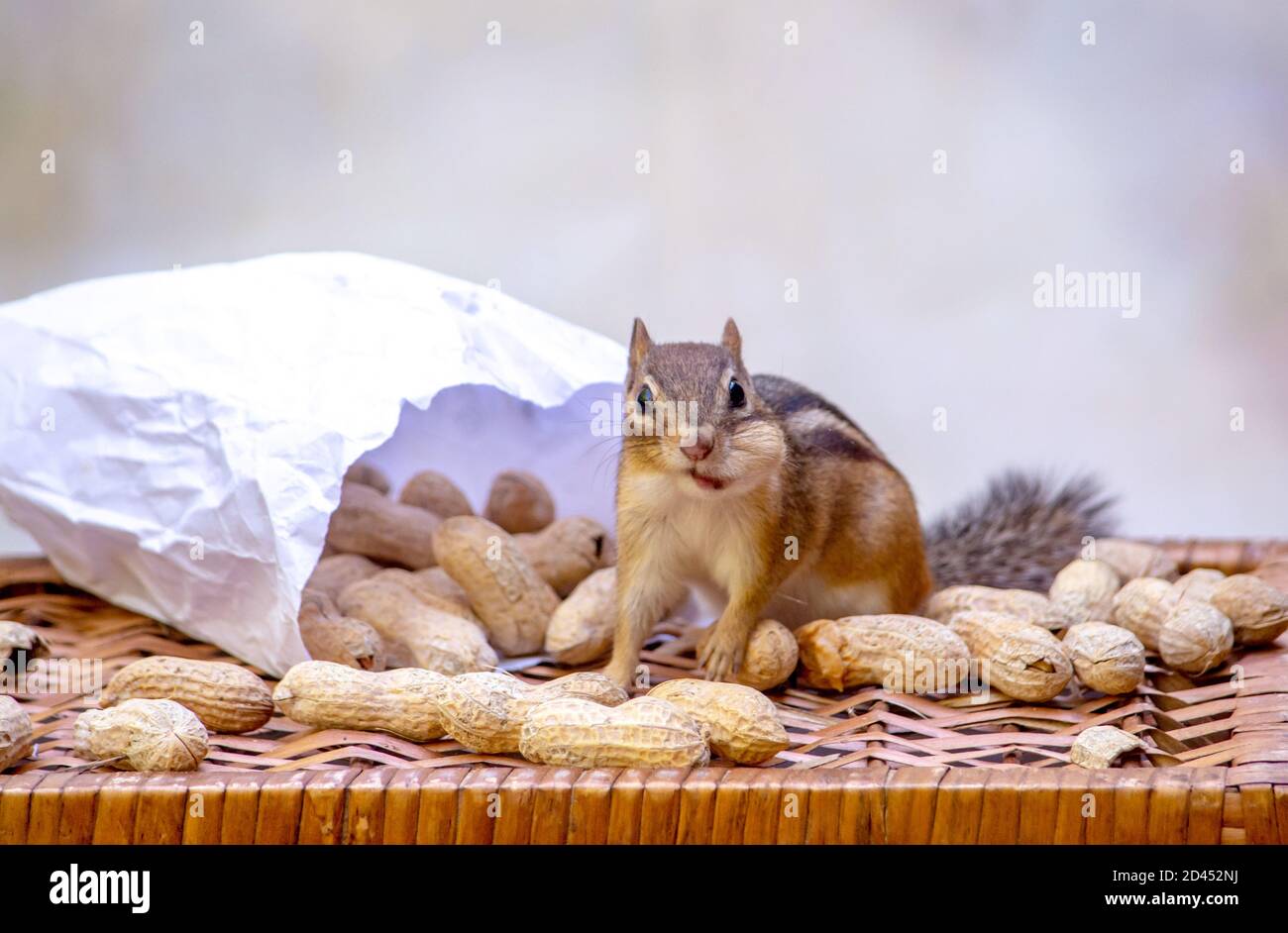 A happy chipmunk is excited to find a bag of peanuts in the shell for ...