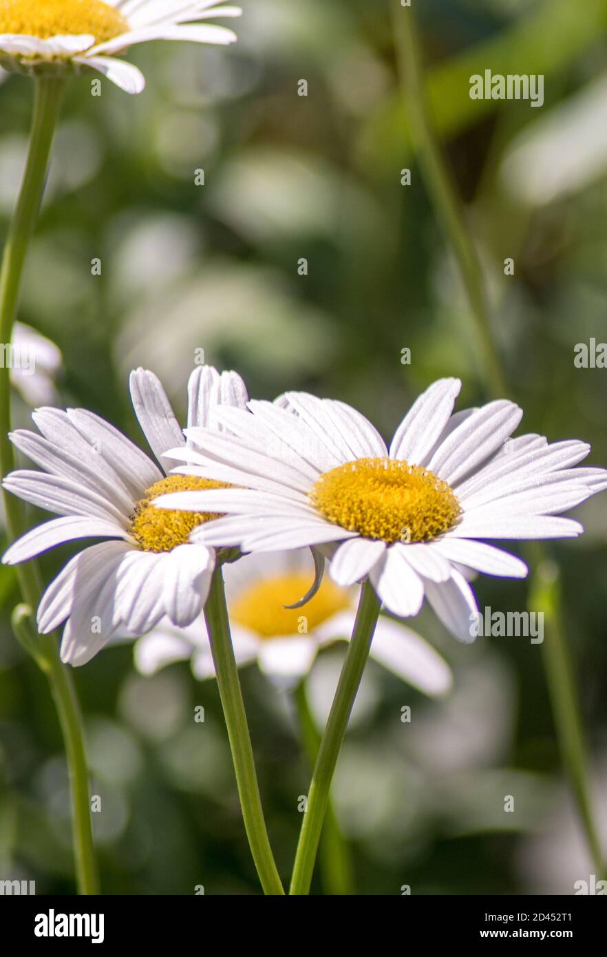 Pretty daisy hi-res stock photography and images - Alamy