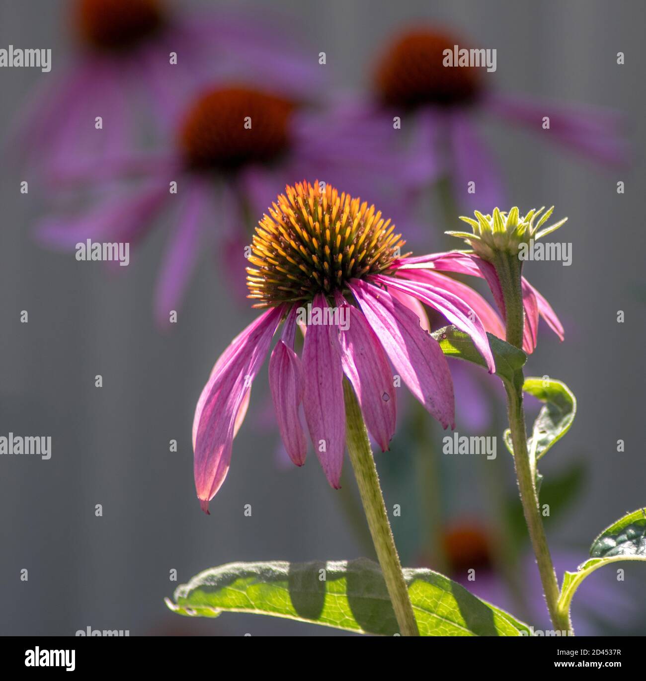 Coneflower close up hi-res stock photography and images - Alamy