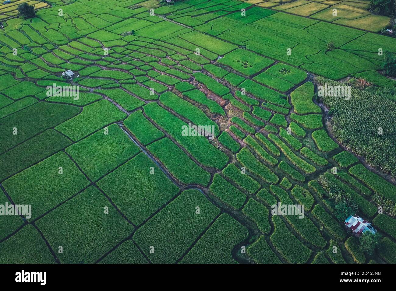 Green rice fields from above In the countryside Stock Photo - Alamy