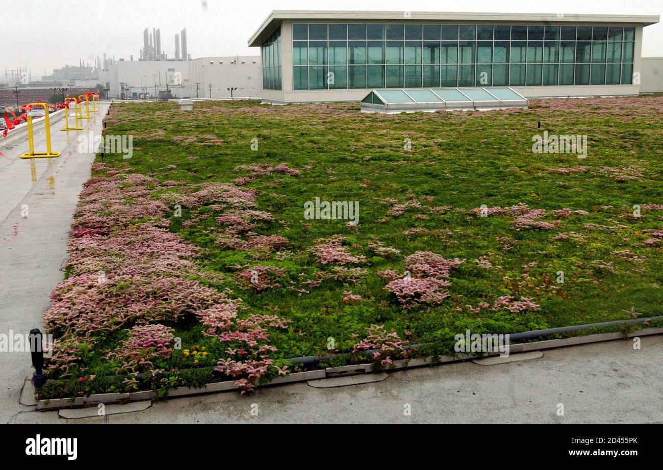 Sedum acre roof hi-res stock photography and images - Alamy