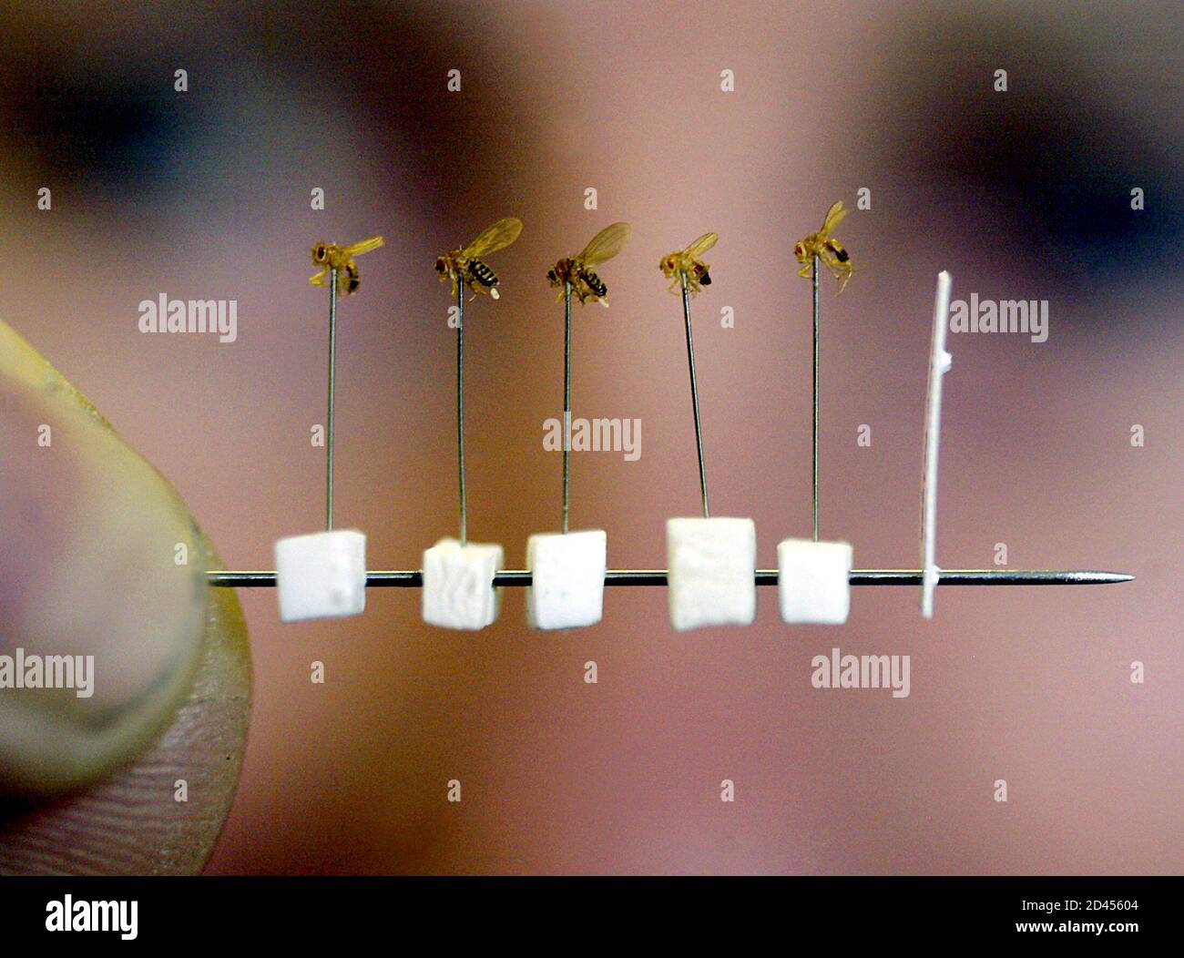 Ddt banned hi-res stock photography and images - Alamy