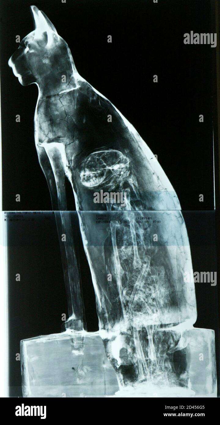 Mummified Cat High Resolution Stock Photography and Images - Alamy