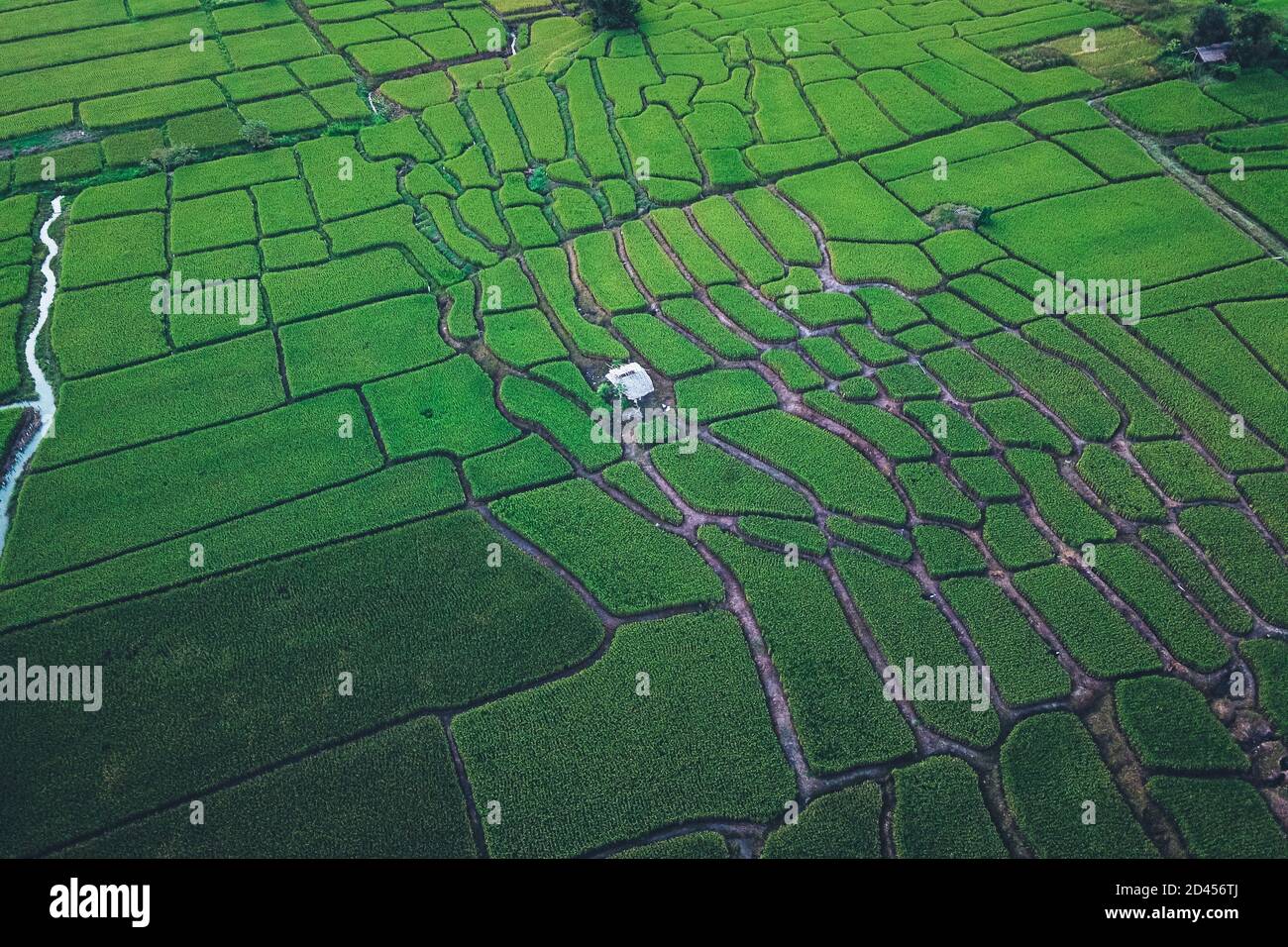 Green rice fields from above In the countryside Stock Photo - Alamy