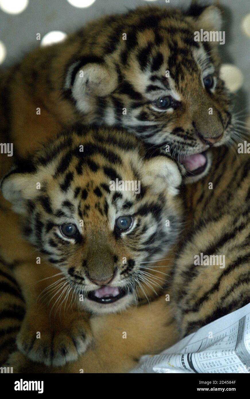 Taman safari bogor hi-res stock photography and images - Alamy