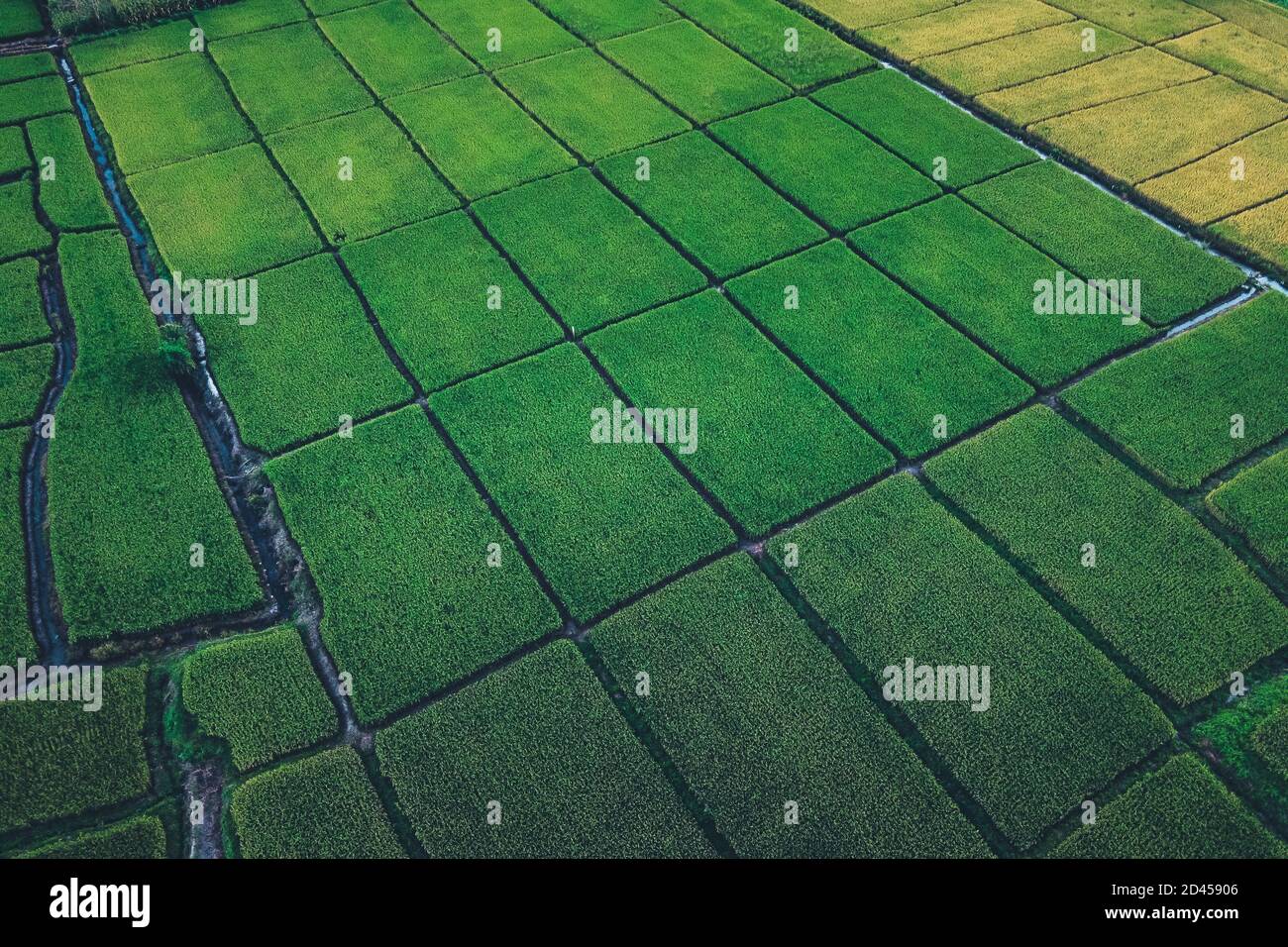Green rice fields from above In the countryside Stock Photo - Alamy