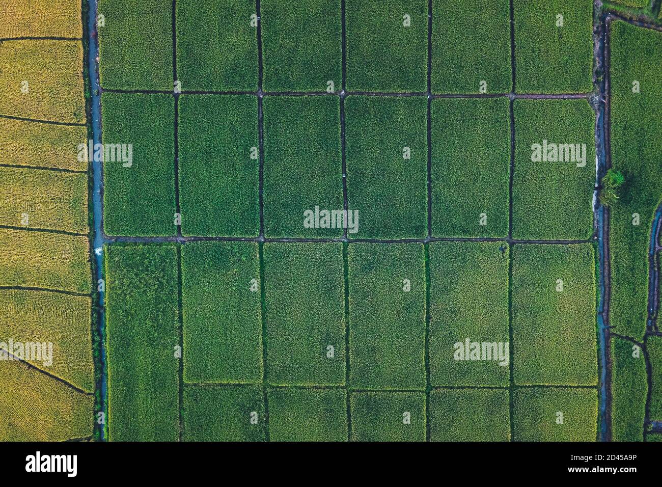 Green rice fields from above In the countryside Stock Photo - Alamy