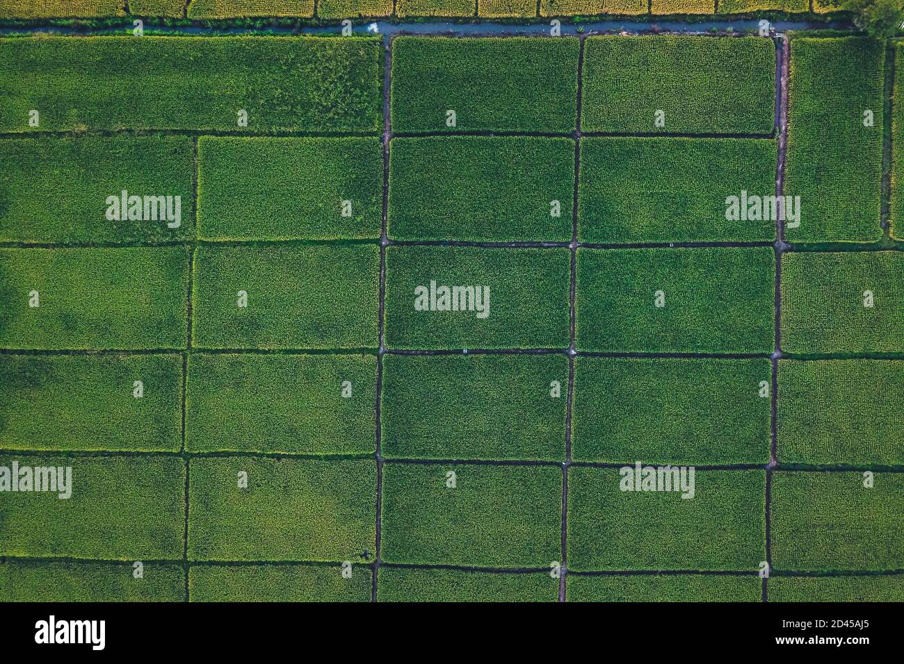 Green rice fields from above In the countryside Stock Photo - Alamy