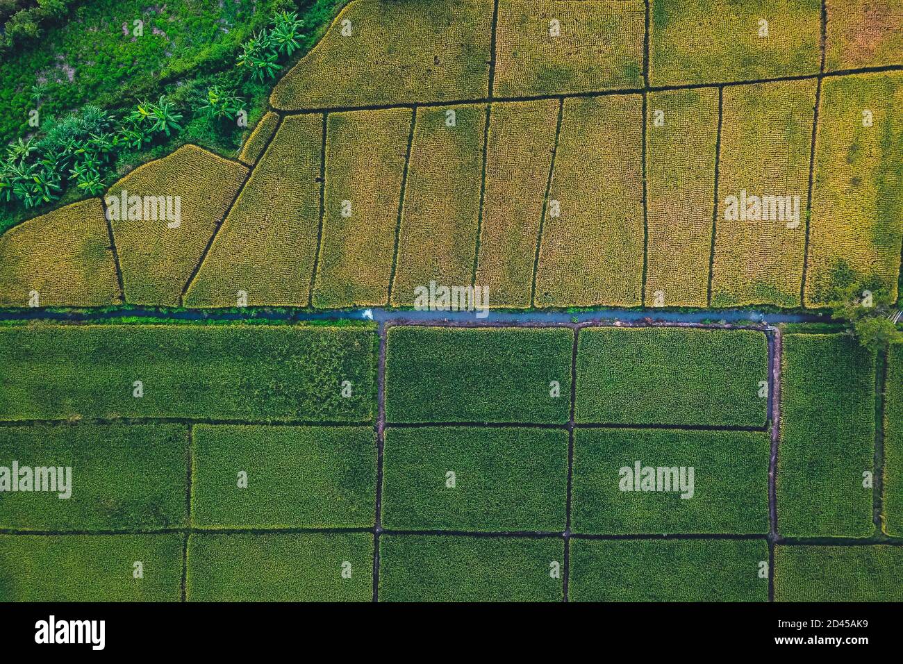 Green rice fields from above In the countryside Stock Photo - Alamy