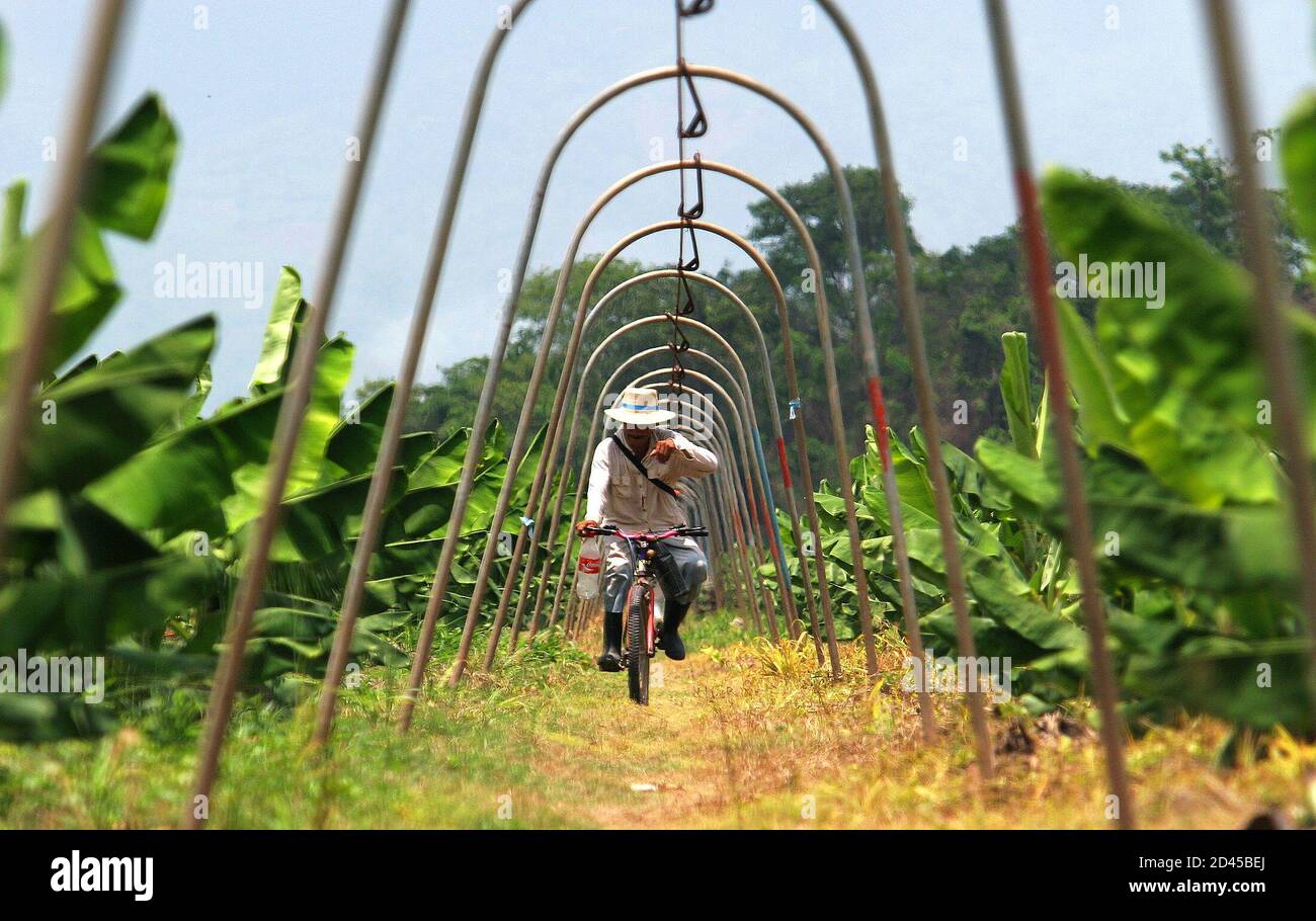 Honduras Bananas High Resolution Stock Photography and Images - Alamy