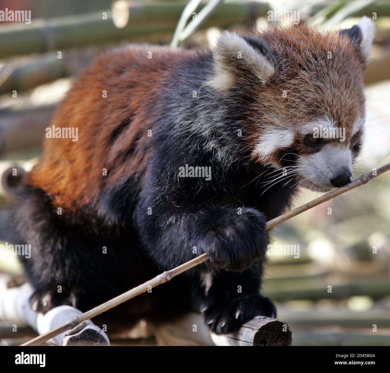 Threatened by deforestation hi-res stock photography and images - Alamy