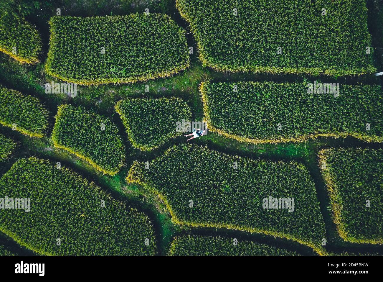 Green rice fields from above In the countryside Stock Photo - Alamy