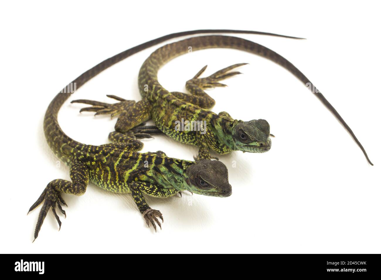 Sailfin water lizard hi-res stock photography and images - Alamy