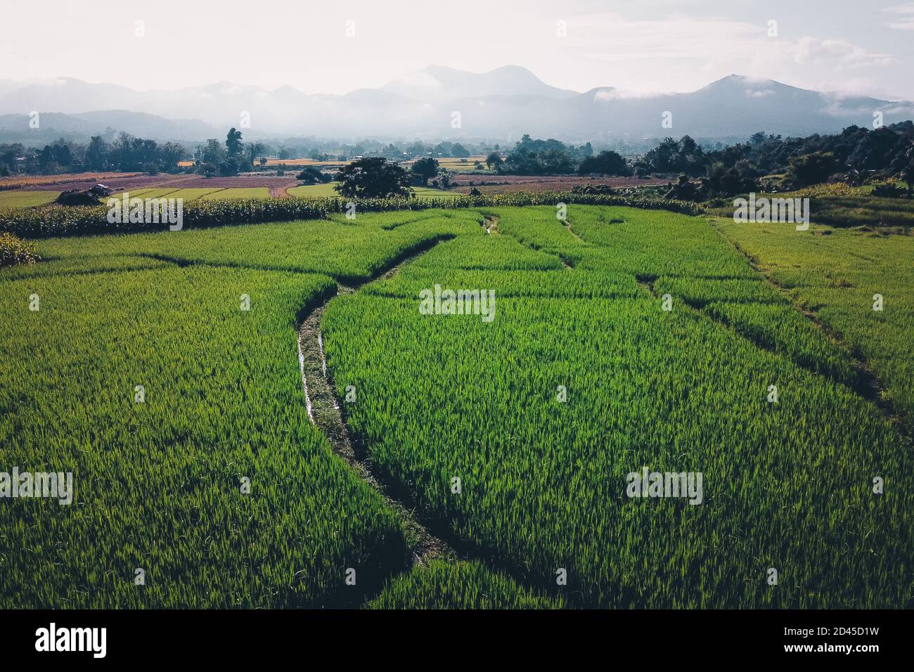 Green rice fields from above In the countryside Stock Photo - Alamy