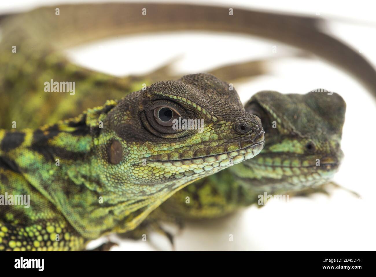 Juvenile Sailfin Dragon Lizard (Hydrosaurus weberi) isolated on white ...