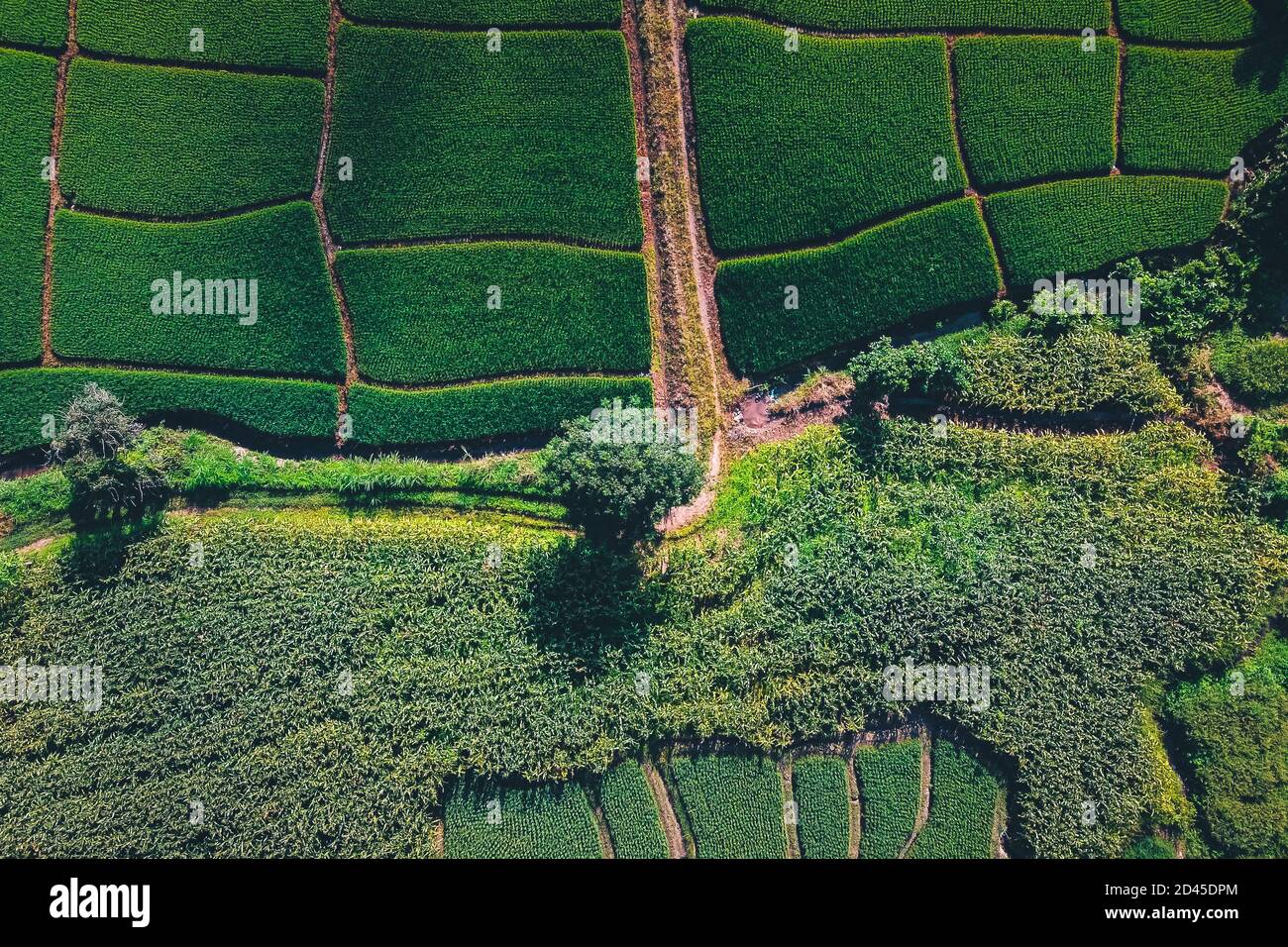 Green rice fields from above In the countryside Stock Photo - Alamy