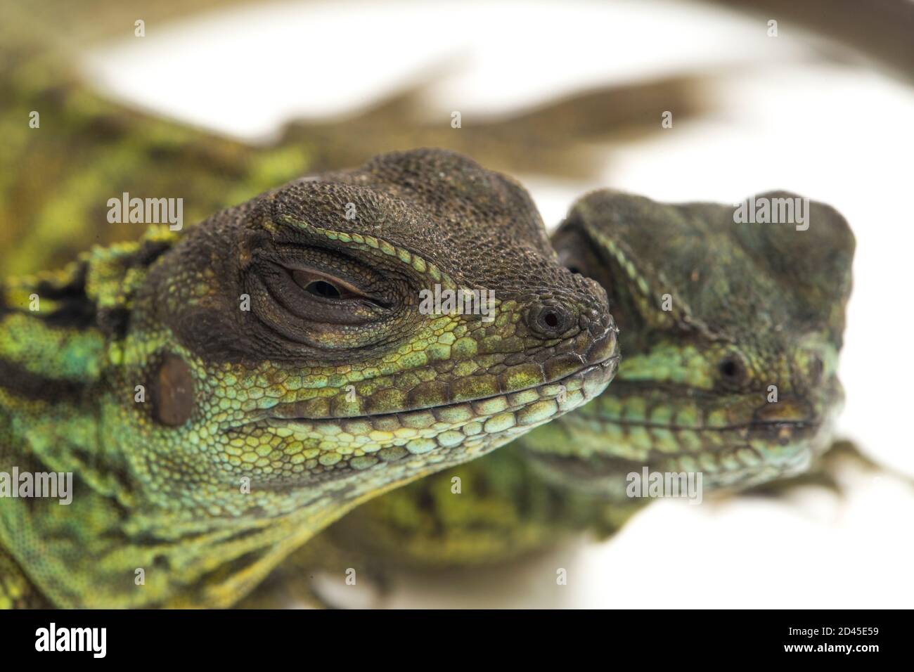Juvenile Sailfin Dragon Lizard (Hydrosaurus weberi) isolated on white ...