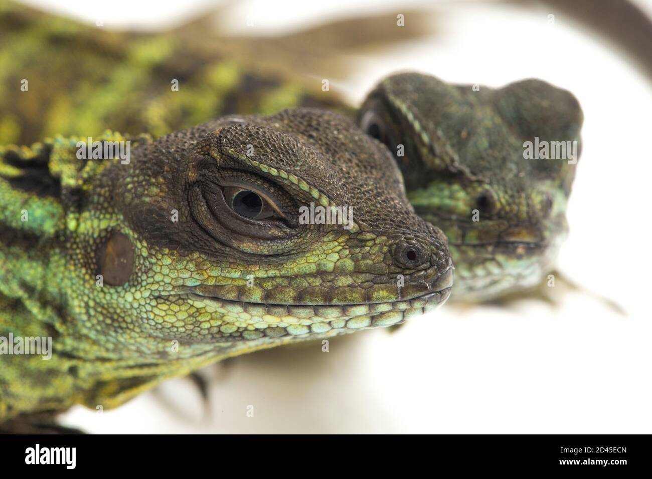 Juvenile Sailfin Dragon Lizard (Hydrosaurus weberi) isolated on white ...
