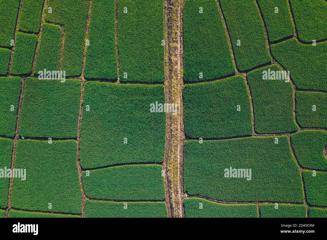 Green rice fields from above In the countryside Stock Photo - Alamy