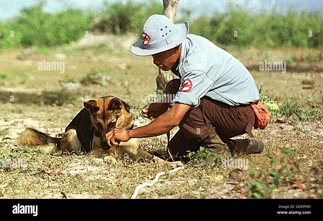 Mine detection dogs hi-res stock photography and images - Alamy