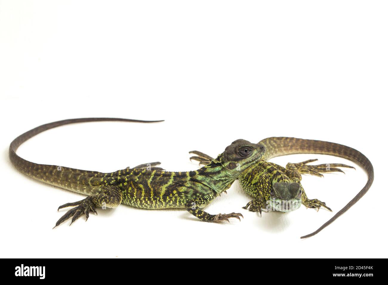 Juvenile Sailfin Dragon Lizard (Hydrosaurus weberi) isolated on white ...