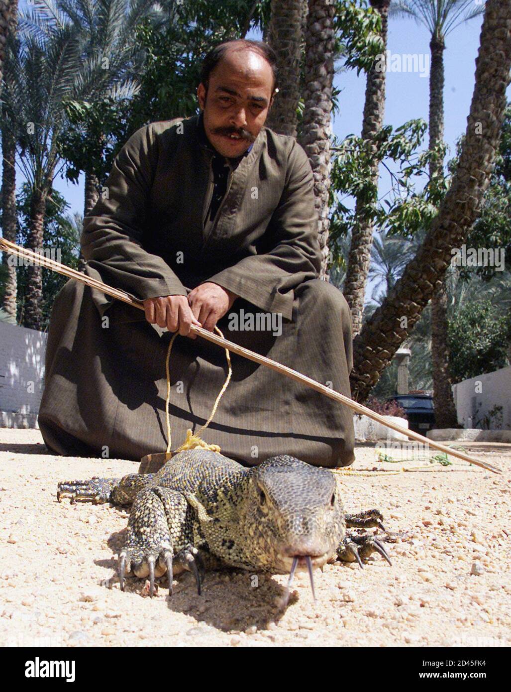 Captured lizard hi-res stock photography and images - Alamy