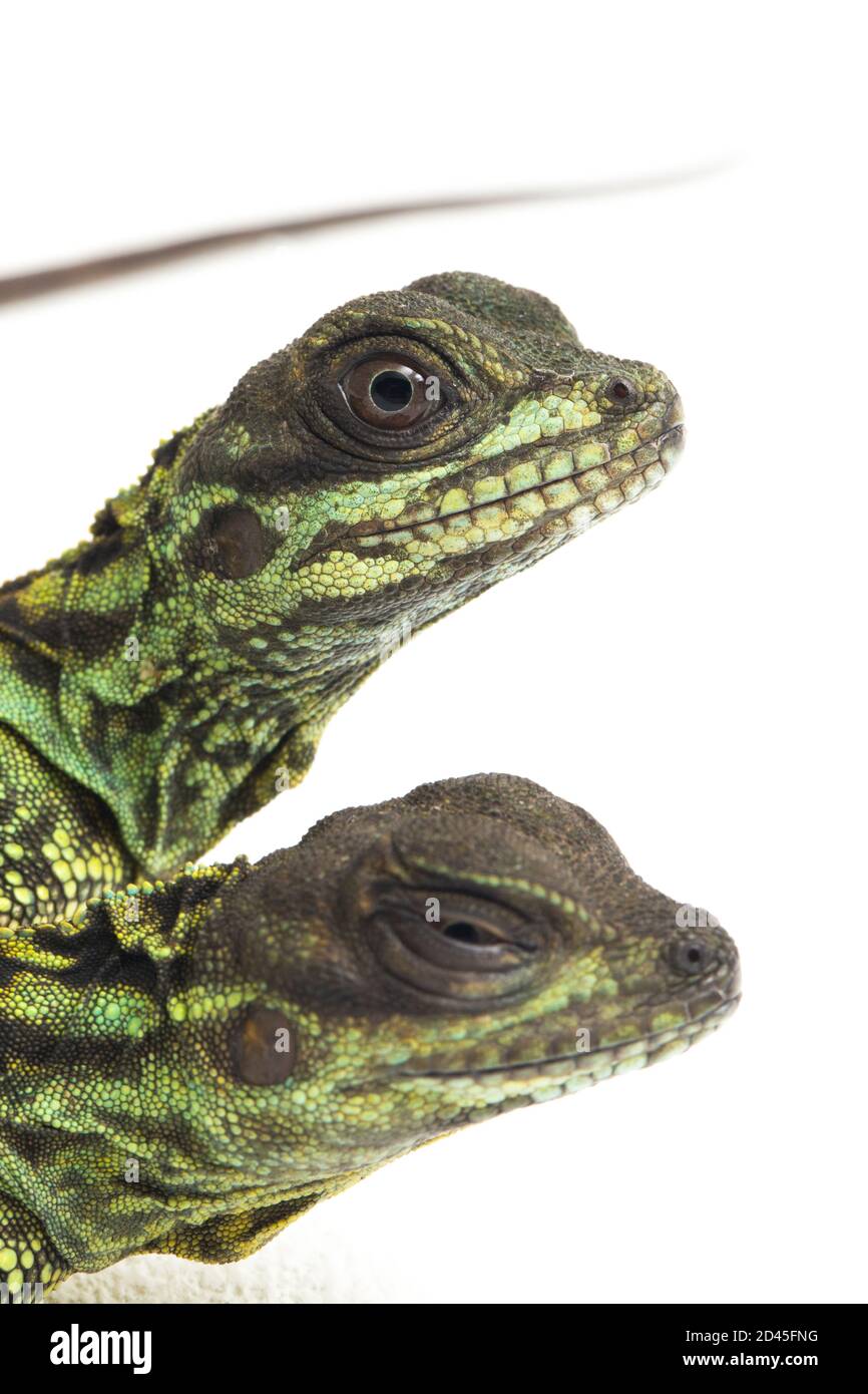 Juvenile Sailfin Dragon Lizard (Hydrosaurus weberi) isolated on white ...