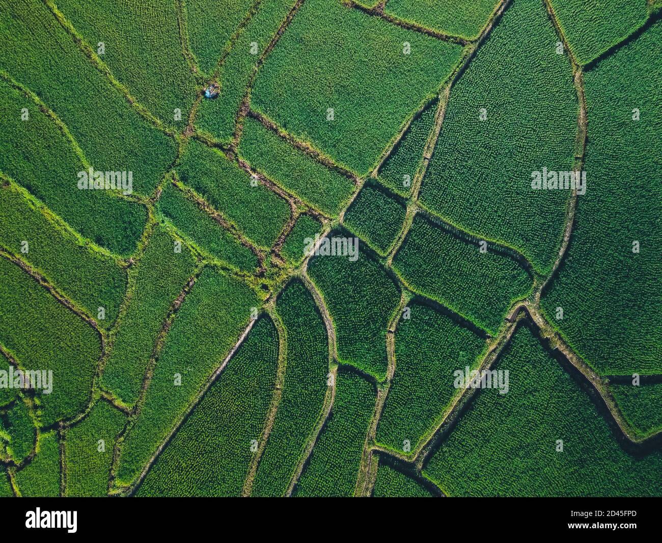Green rice fields from above In the countryside Stock Photo - Alamy