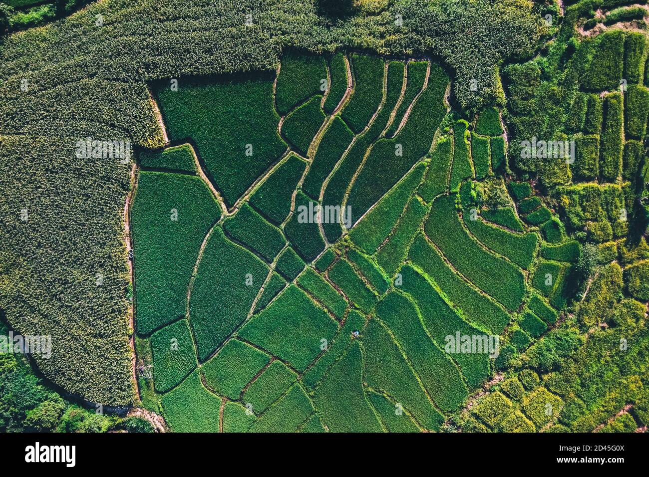 Green rice fields from above In the countryside Stock Photo - Alamy