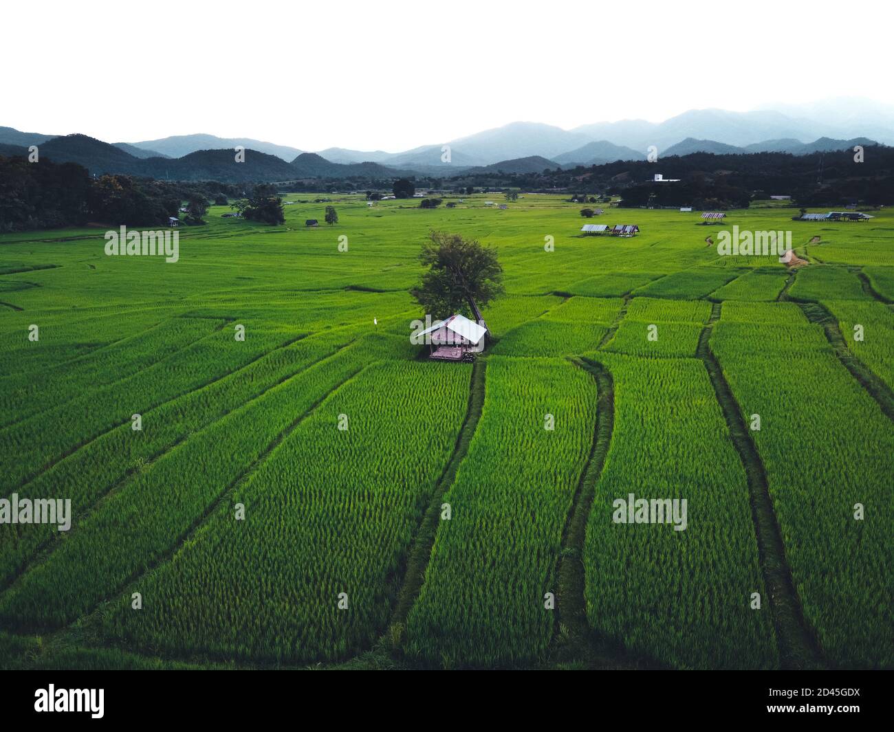Green rice fields from above In the countryside Stock Photo - Alamy