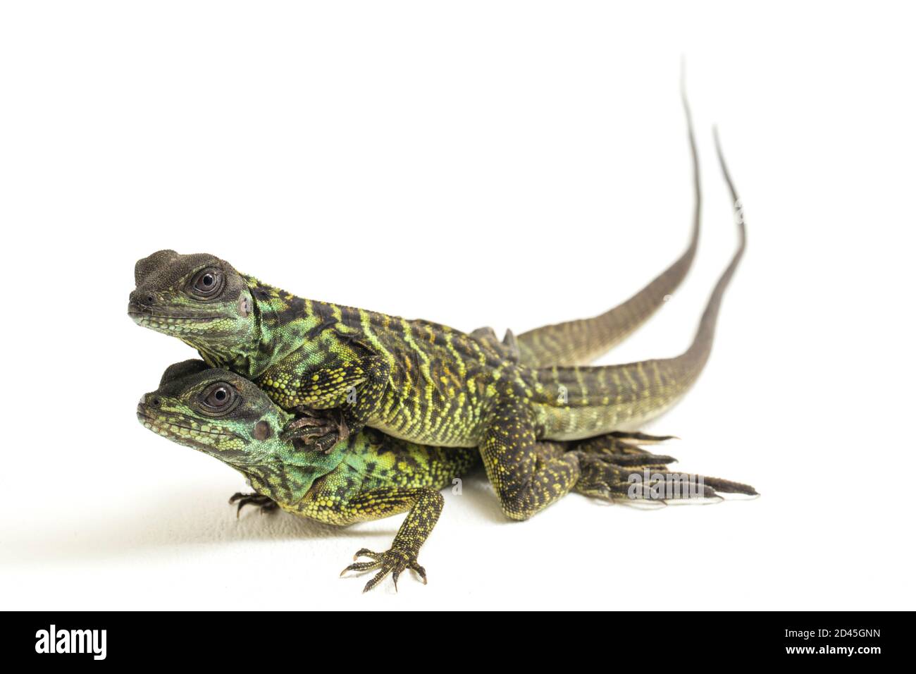 Juvenile Sailfin Dragon Lizard (Hydrosaurus weberi) isolated on white ...