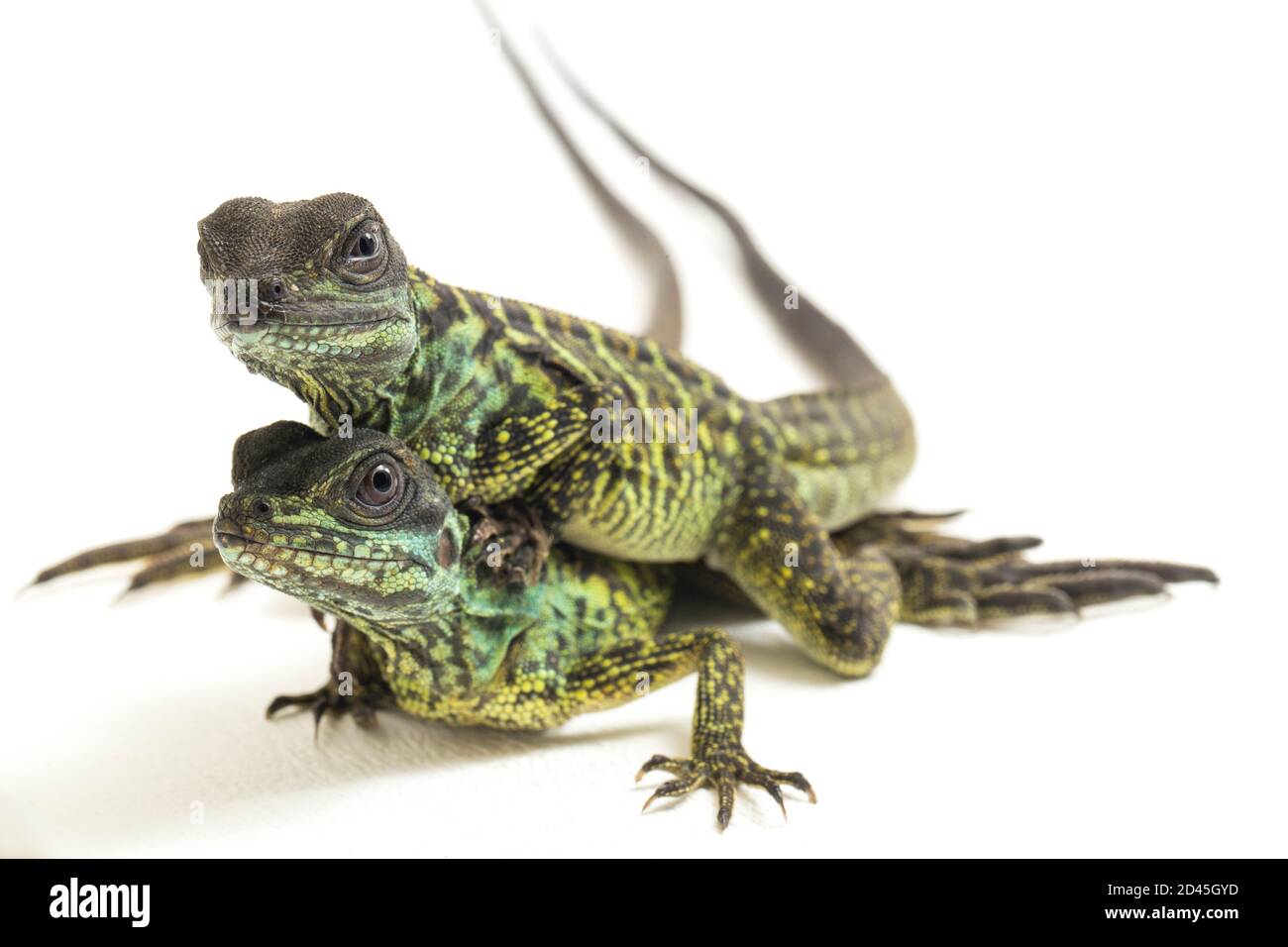 Juvenile Sailfin Dragon Lizard (Hydrosaurus weberi) isolated on white ...