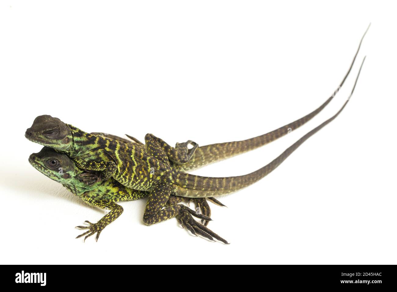 Juvenile Sailfin Dragon Lizard (Hydrosaurus weberi) isolated on white ...