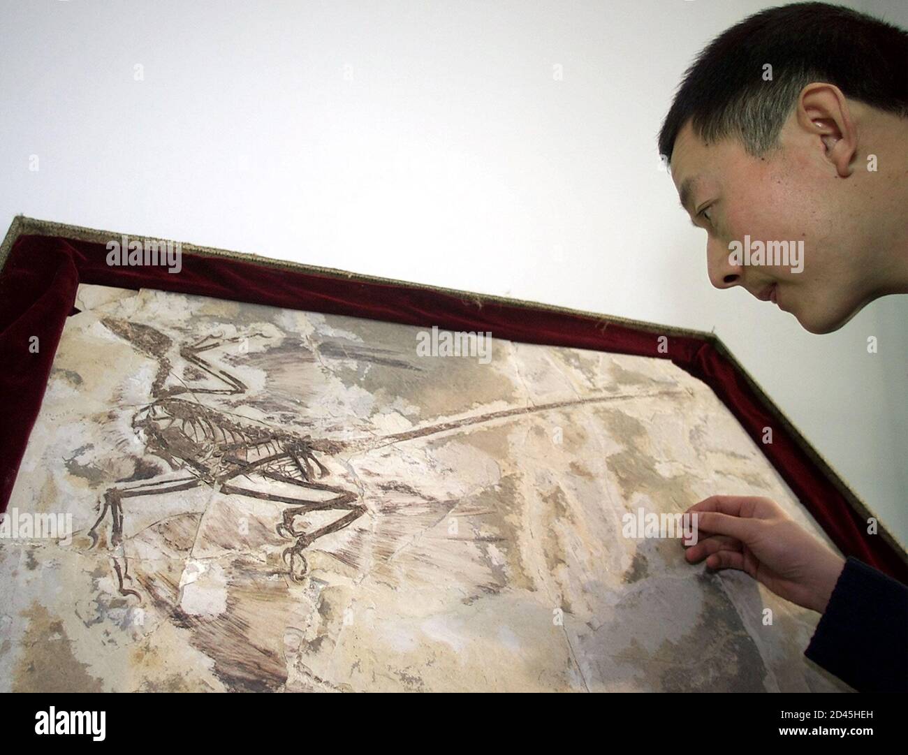 Feathered dinosaurs hi-res stock photography and images - Alamy