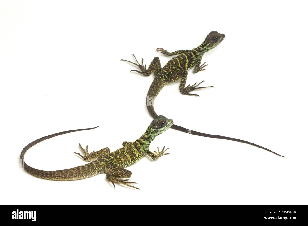Juvenile Sailfin Dragon Lizard (Hydrosaurus weberi) isolated on white ...