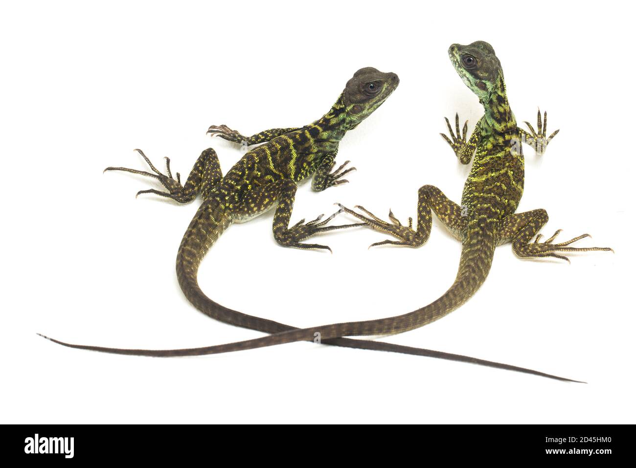 Sailfin water lizard hi-res stock photography and images - Alamy