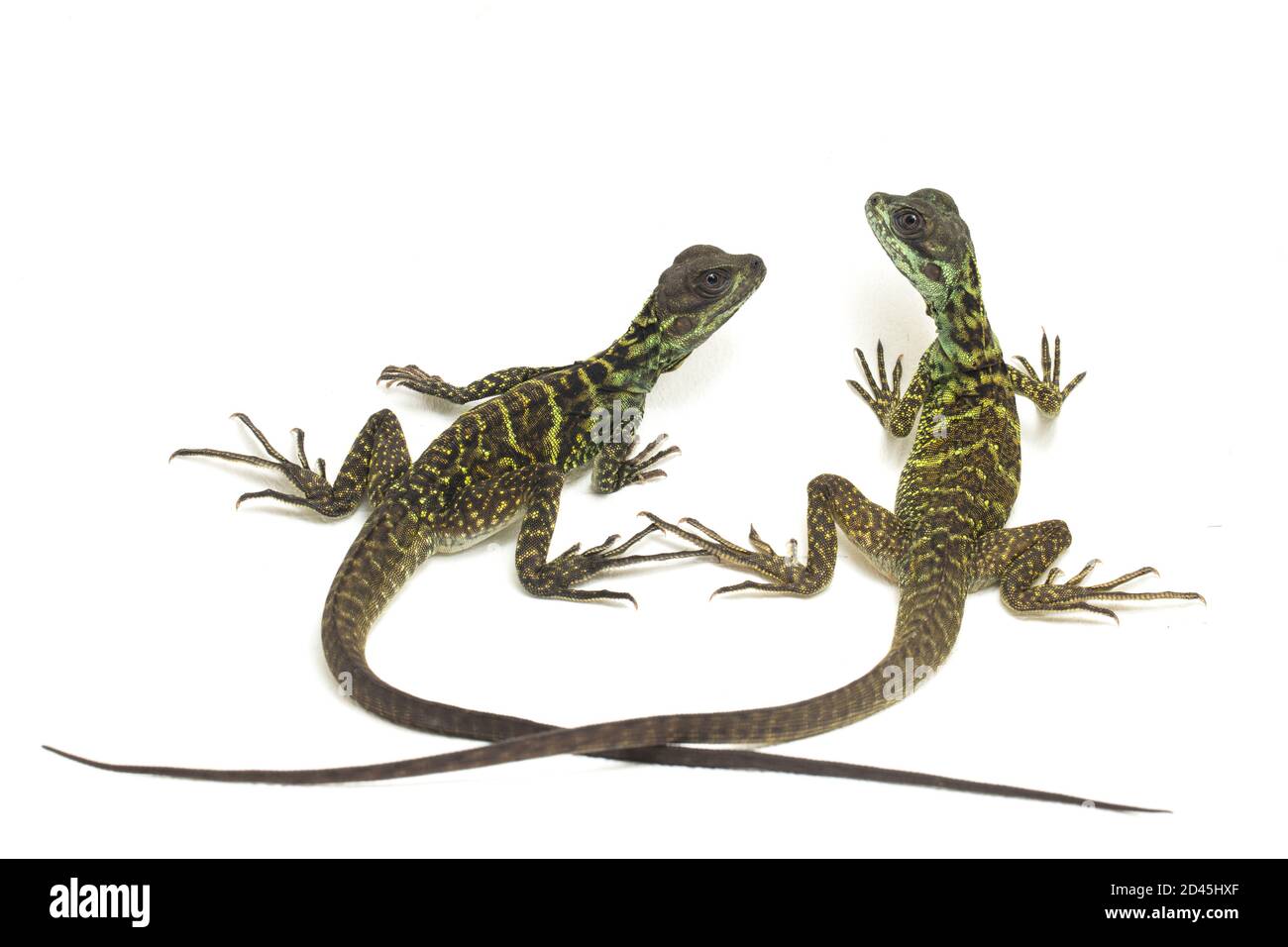 Juvenile Sailfin Dragon Lizard (Hydrosaurus weberi) isolated on white ...