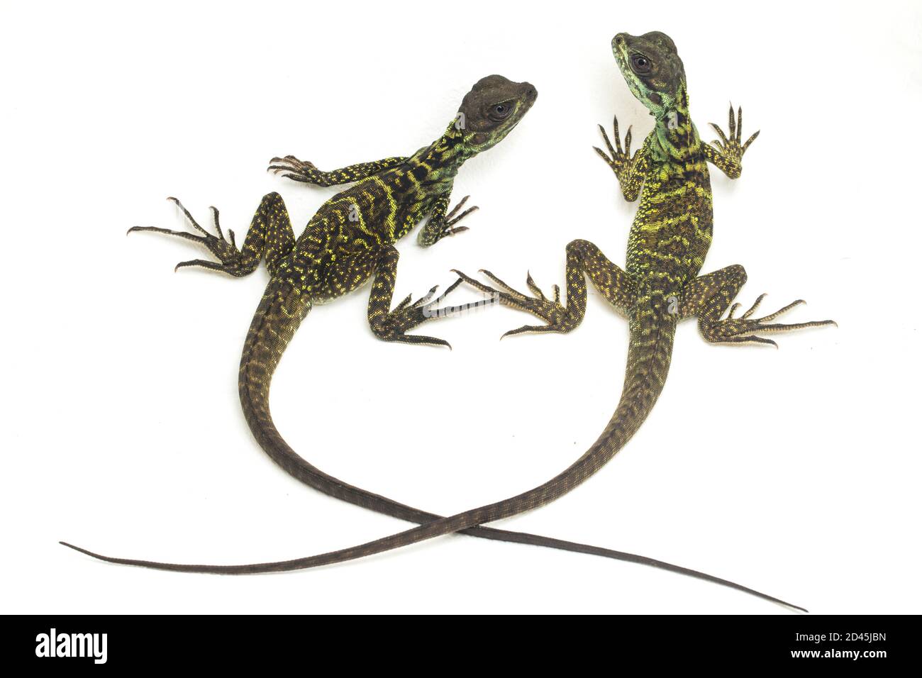 Sailfin water lizard hi-res stock photography and images - Alamy