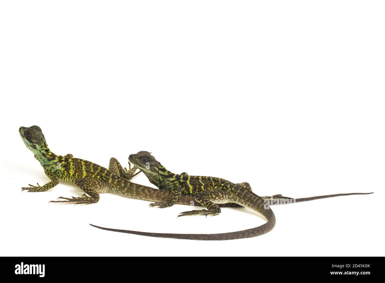 Juvenile Sailfin Dragon Lizard (Hydrosaurus weberi) isolated on white ...