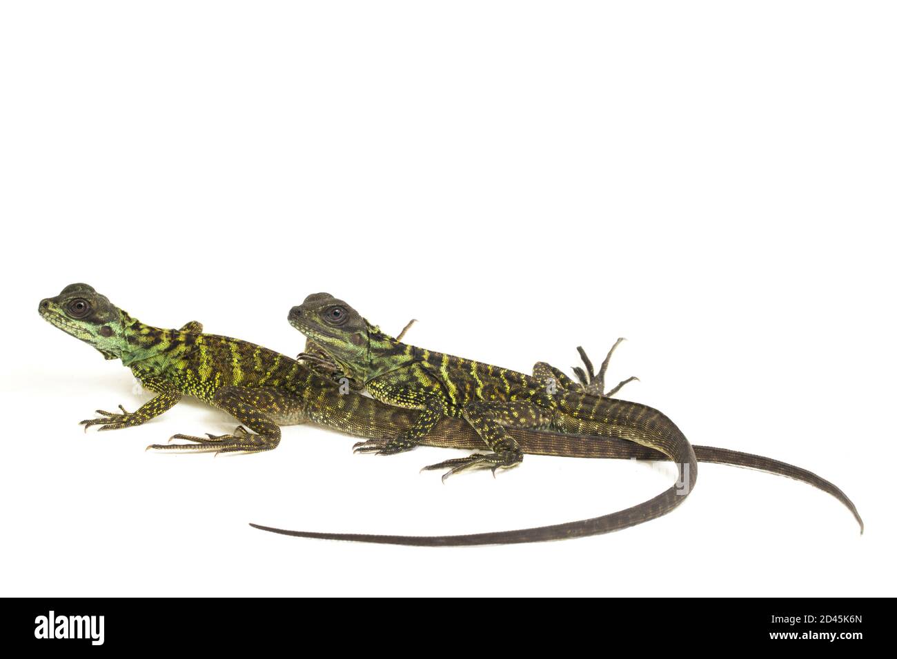 Juvenile Sailfin Dragon Lizard (Hydrosaurus weberi) isolated on white ...