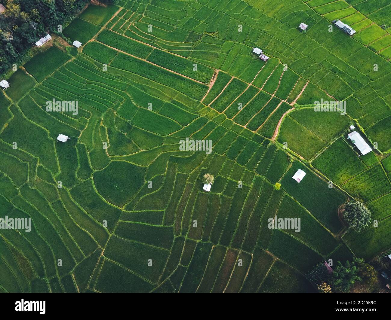 Green rice fields from above In the countryside Stock Photo - Alamy
