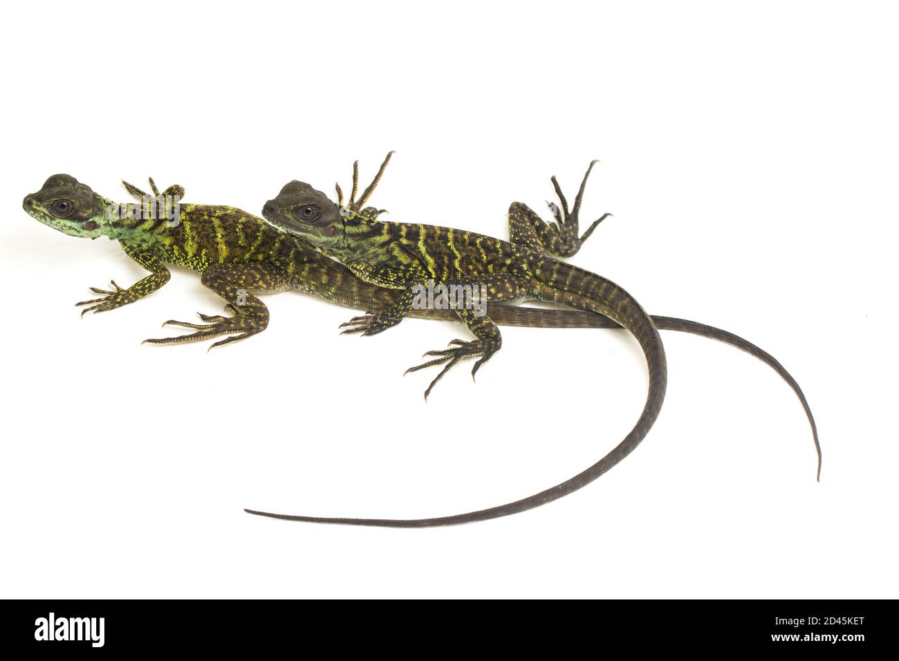 Juvenile Sailfin Dragon Lizard (Hydrosaurus weberi) isolated on white ...